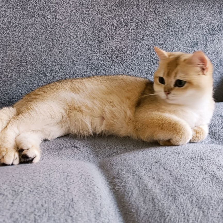 Британская короткошёрстная, взрослая кошка