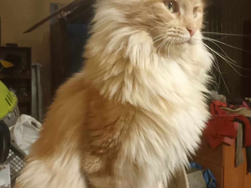 Кошка мейнкун