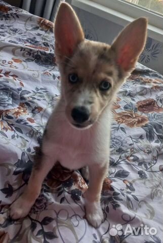 Отдам в добрые руки помесь хаски