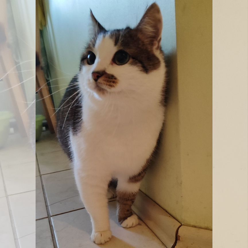 Взрослая, кошка в добрые руки