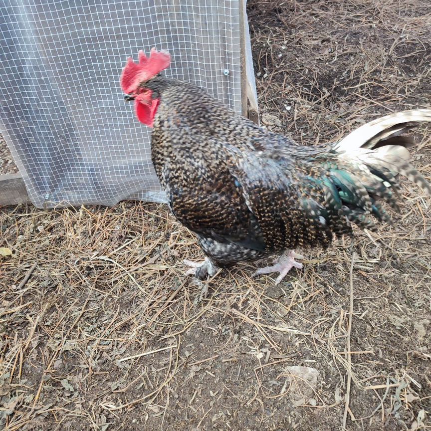 Петухи домашние молодые