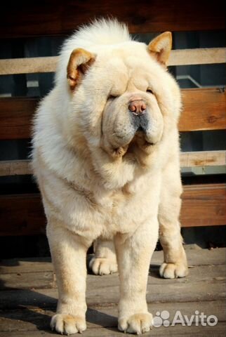 Вязка смуф крем