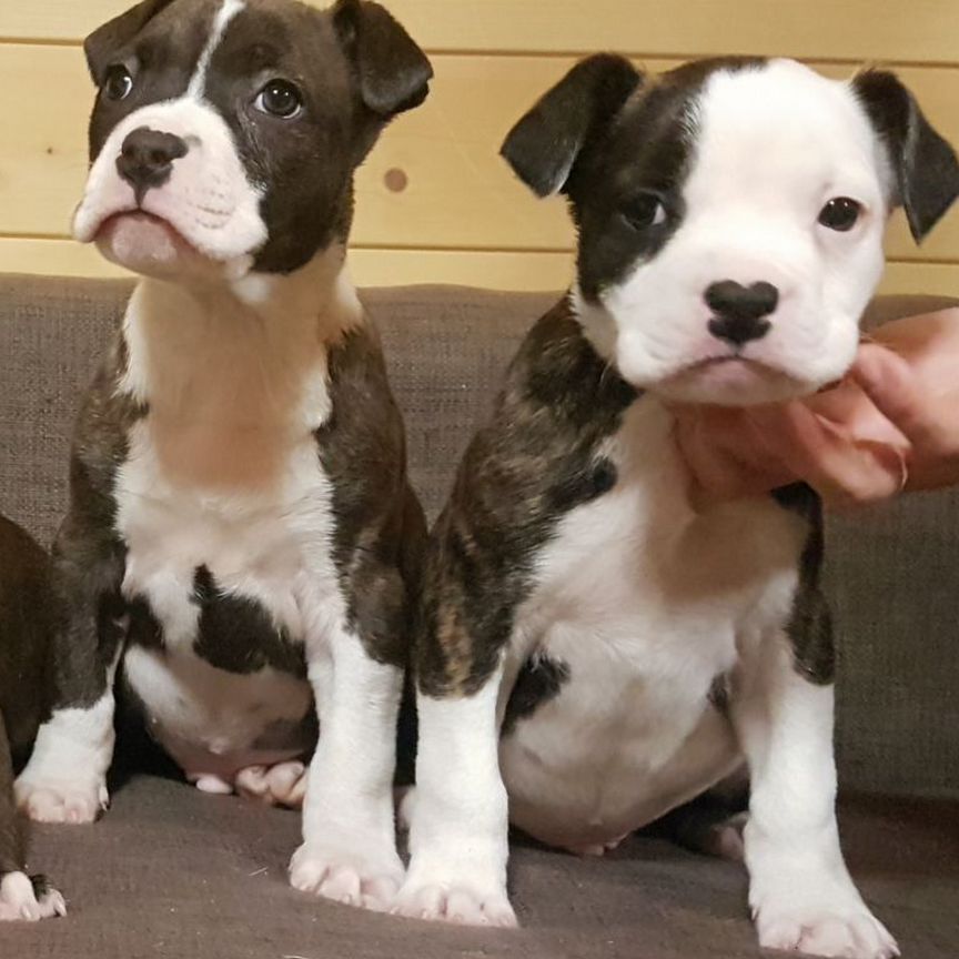 Американский стаффордширский терьер, щенок