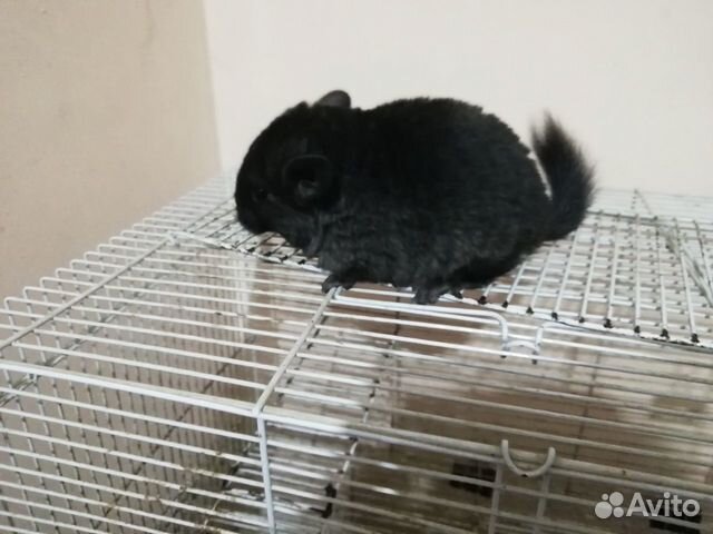 Продам шиншилл