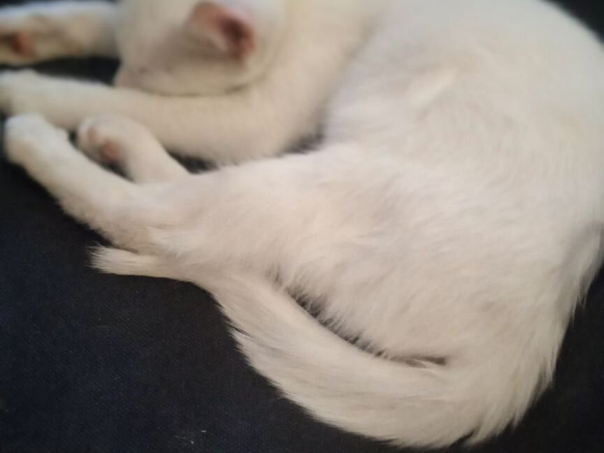 Ласковый, нежный, игривый котенок