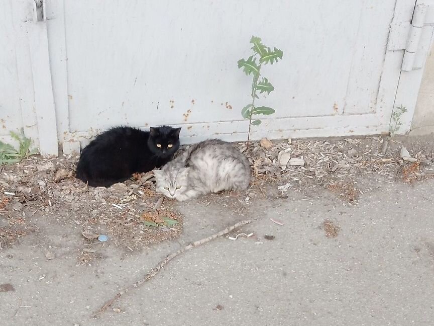 Отдадим котят метисов шотландца в добрые руки