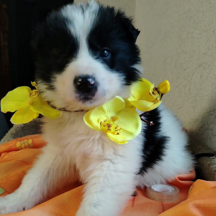 Милый щенок мальчик