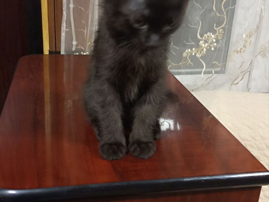 Котята. Отдадим Ваших котят в добрые руки