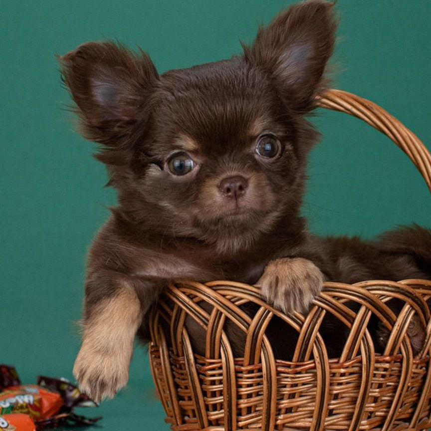 Фото реальных щенков и их родителей