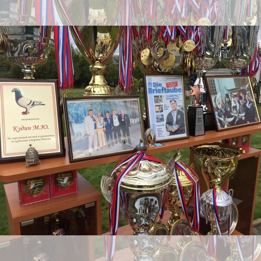 Голуби спортивные чехи