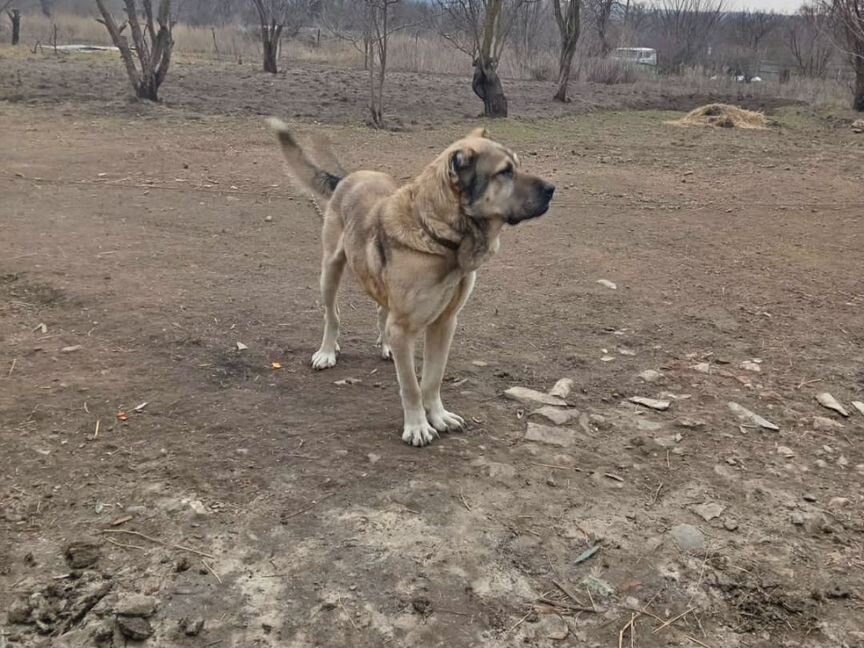 Алабай кавказский волкодав