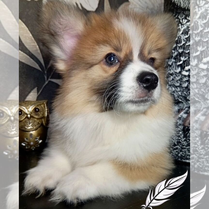 Вельш Корги Пемброк, щенок