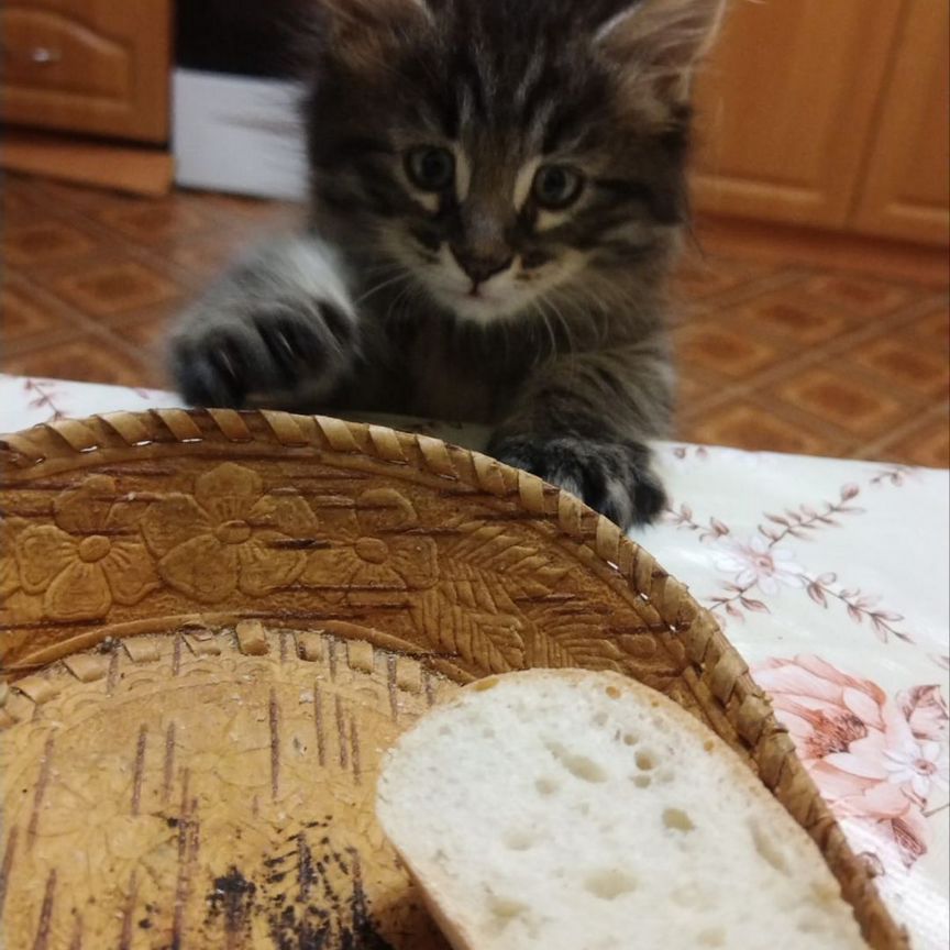 Котик мейкун