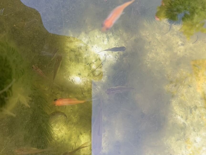 Мальки комет и карпов кои