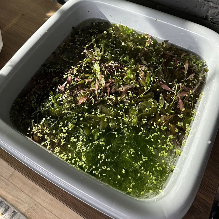 Аквариумные растения