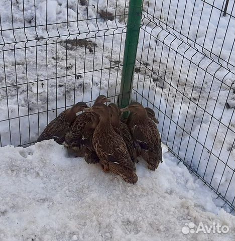 Подсадные утки