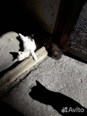 Котята даром