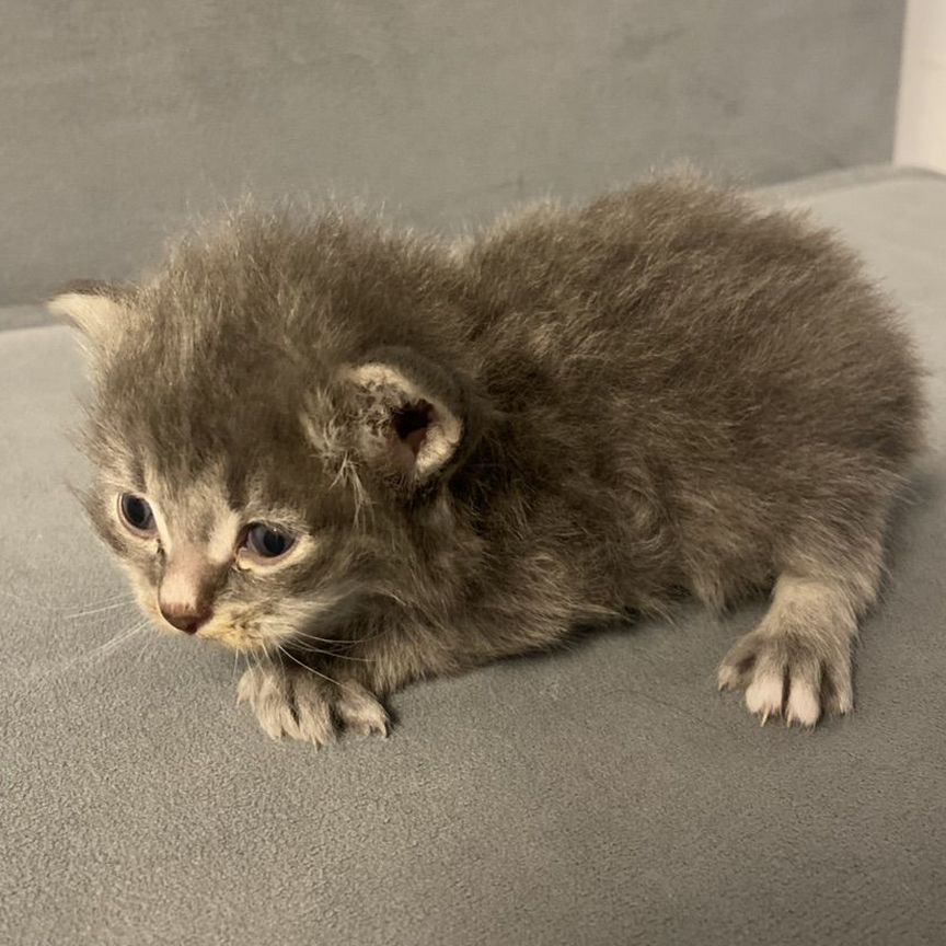 Русский голубой котёнок