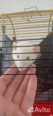 Крысы дамбо девочки