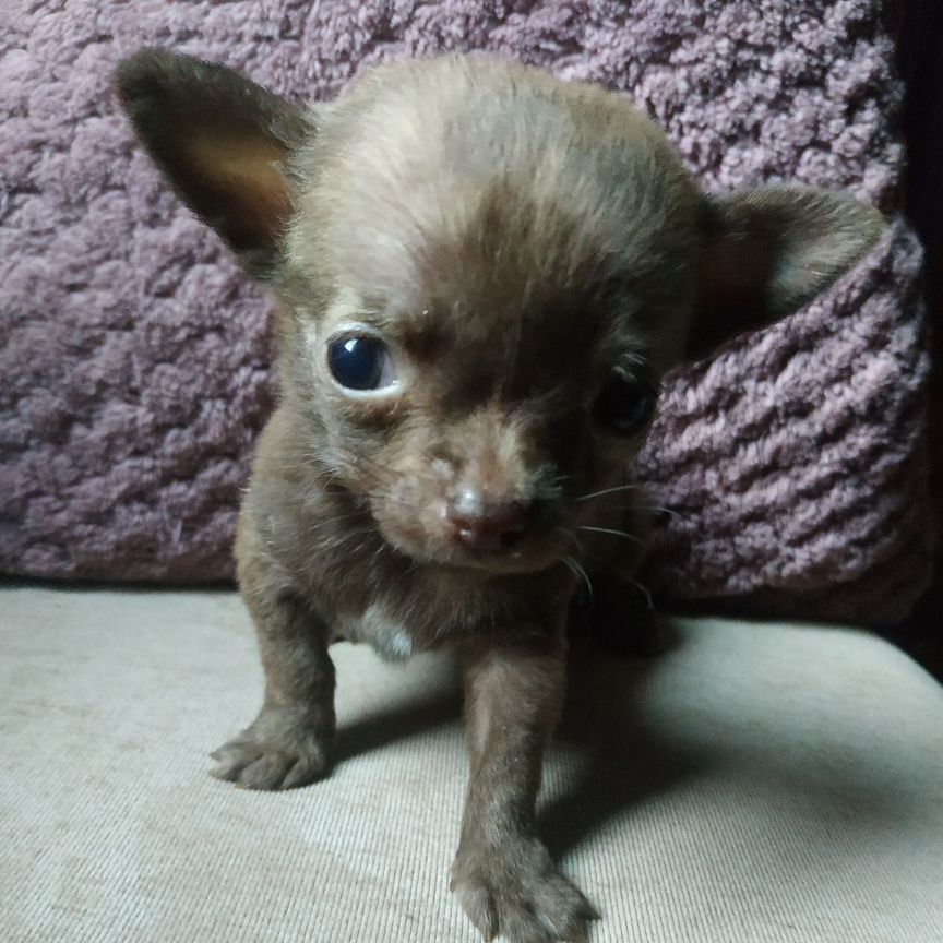 Миниатюрная Чихуахуа