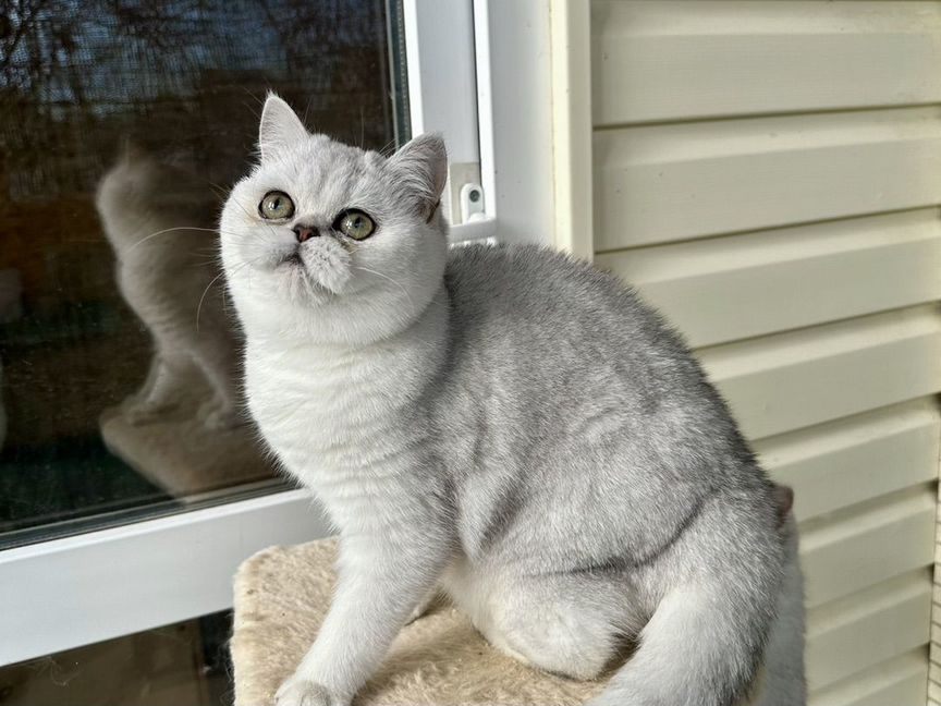 Шиншилловая прямоухая девочка