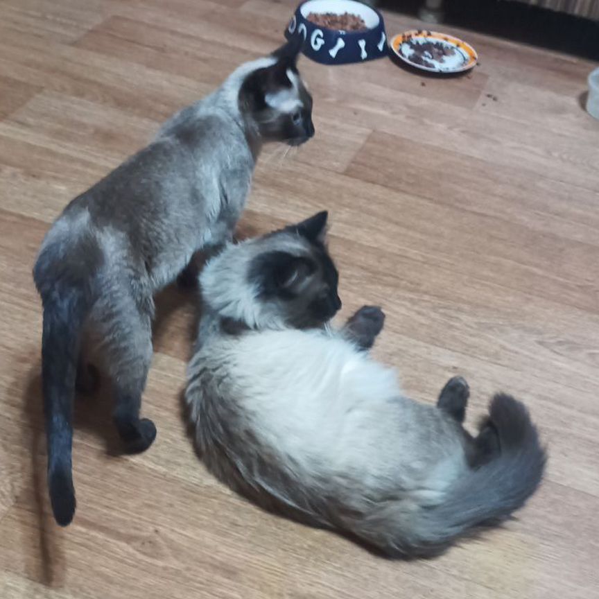 Сиамский котёнок