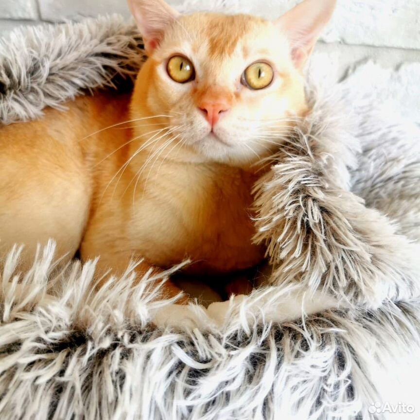 Бурманский котик