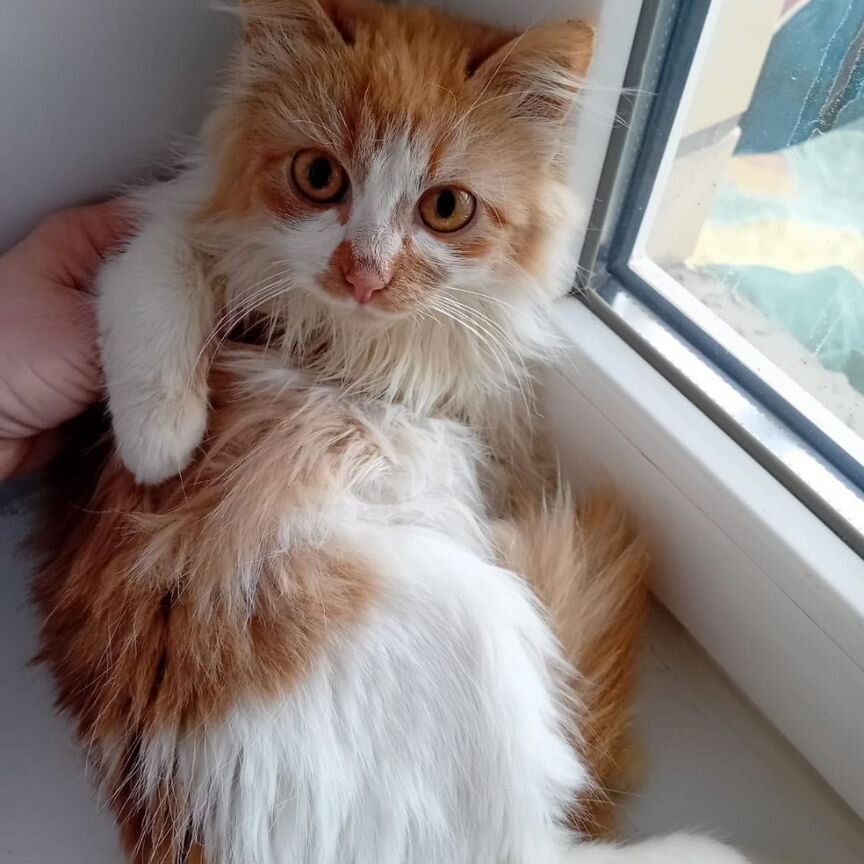 Сибирский котик