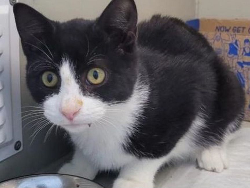 Котёнок, в добрые руки