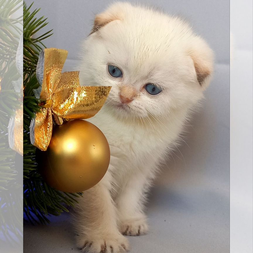 Шотландская вислоухая золотая шиншилла мальчик