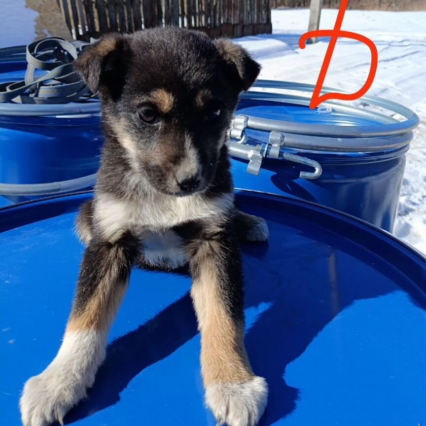 Девочка ищет дом