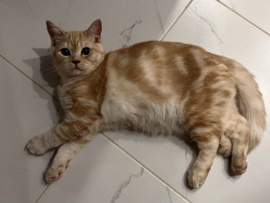Кот