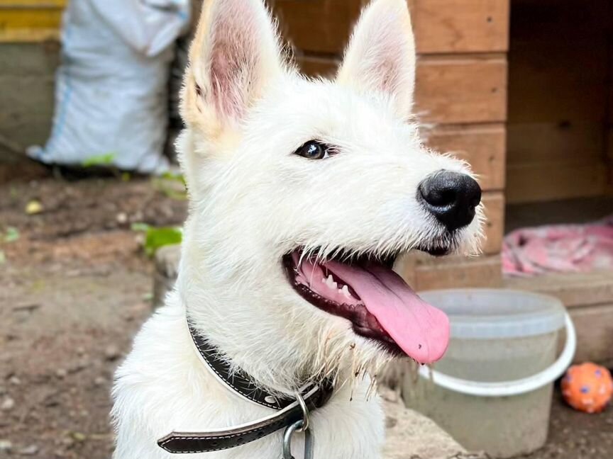 Щенок Умка 4 месяцев мальчик