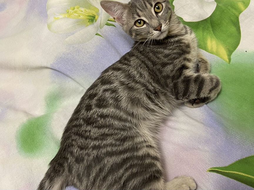 Отдам котенка