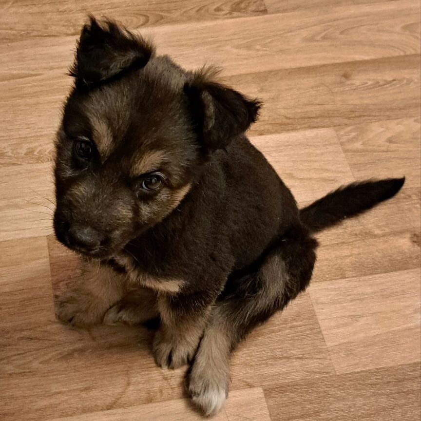 Немецкая овчарка, щенок