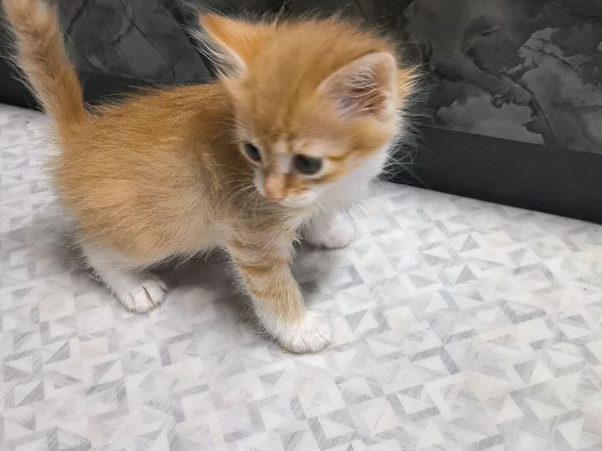 Котята