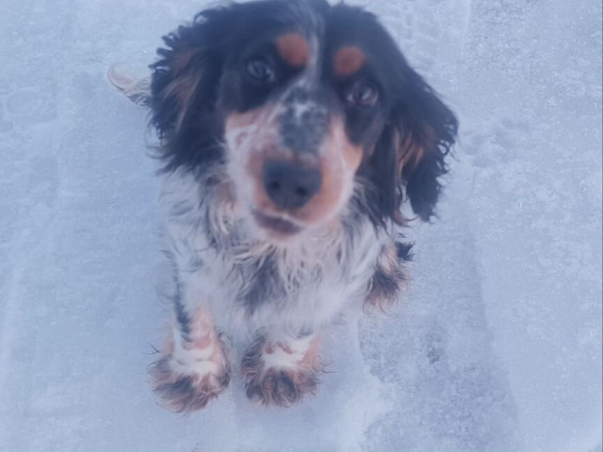 Русский спаниель