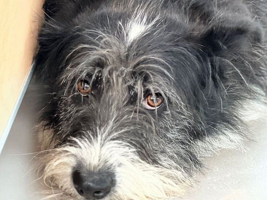 Ёжик, пёсик бородатик ищет свою семью