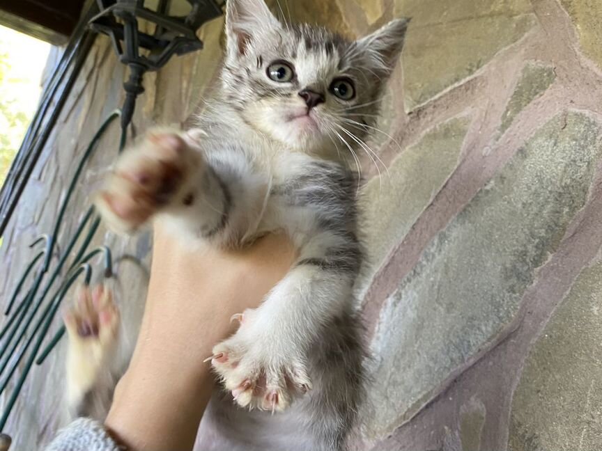 Котенок мальчик ищет семью