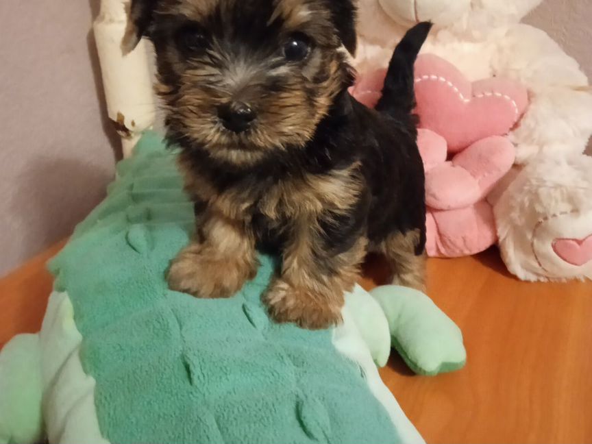 Йоркширский терьер