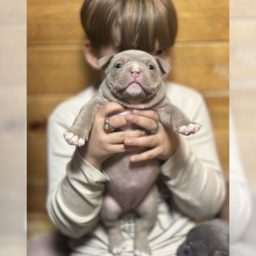 Американский булли, щенок