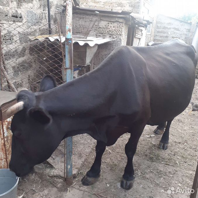 Корова стельная,дойная