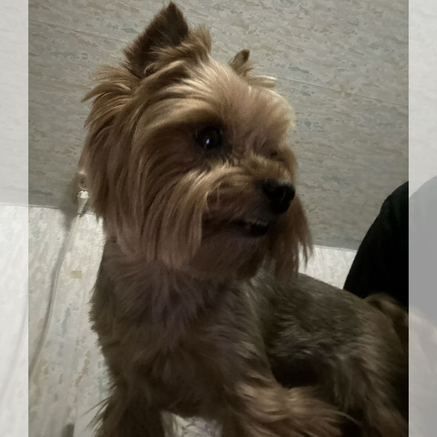 Йоркширский терьер, взрослый пёс