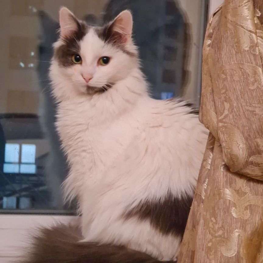 Ласковая пушистая кошечка в поисках дома