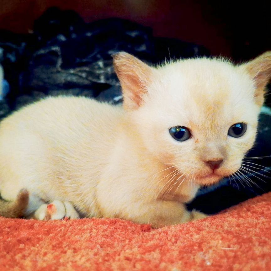 Мальчик Бурма