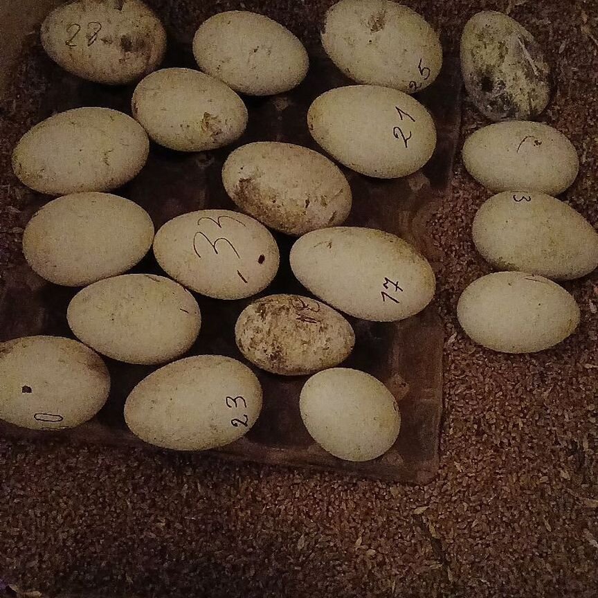 Яйцо гусиное
