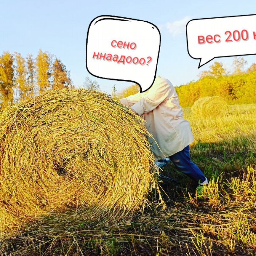 Сено в рулонах