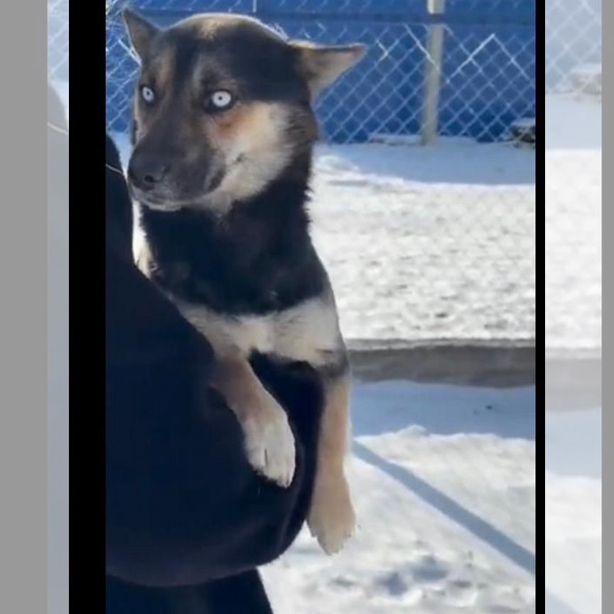 Взрослый пёс в добрые руки