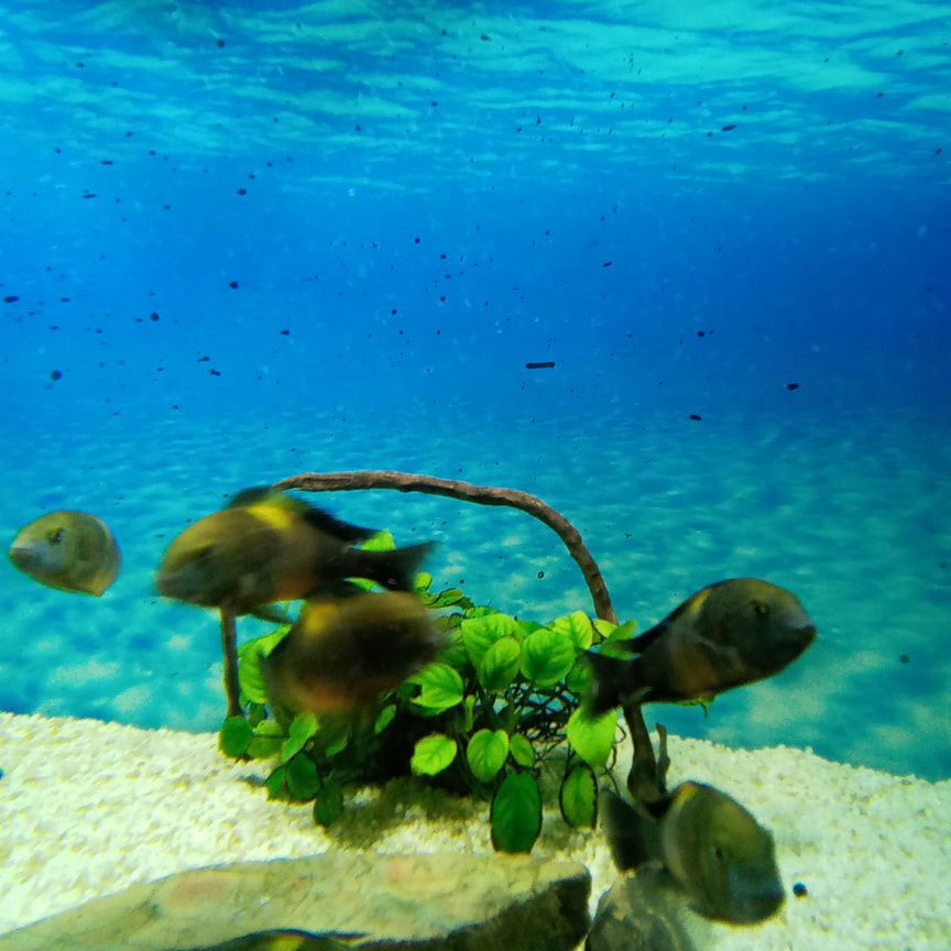 Трофеусы бемба