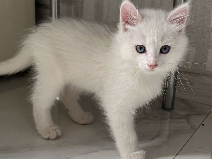 Котята в добрые руки бесплатно